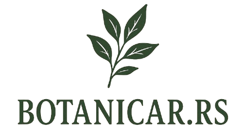 Tuja – Sadnja, nega i oblikovanje zimzelenih lepotica - Botanicar